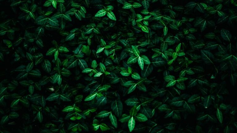 Significado da cor verde: Descubra seus simbolismos